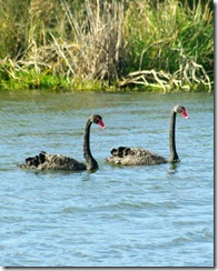 wandering in the light: Birds of the Waitangi Estuary Wetlands